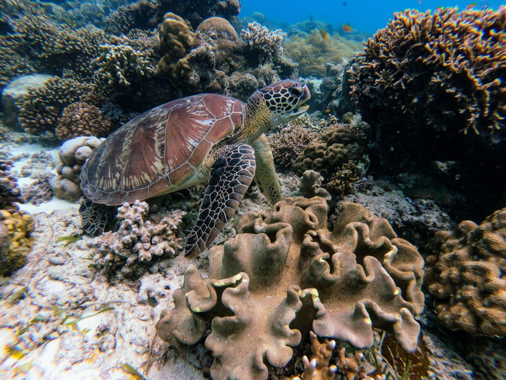 [UPDATED] 17 BEST THINGS TO DO CAIRNS (MUST SEE)