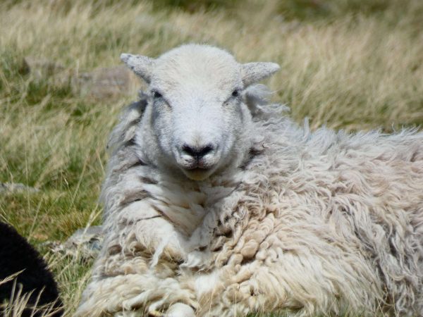 [UPDATED] ULTIMATE SCAFELL PIKE ROUTES (Camping)